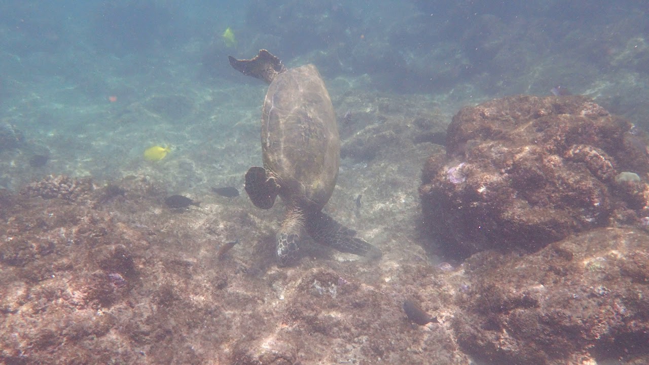 Olympus Tough TG-5 4K underwater sample video