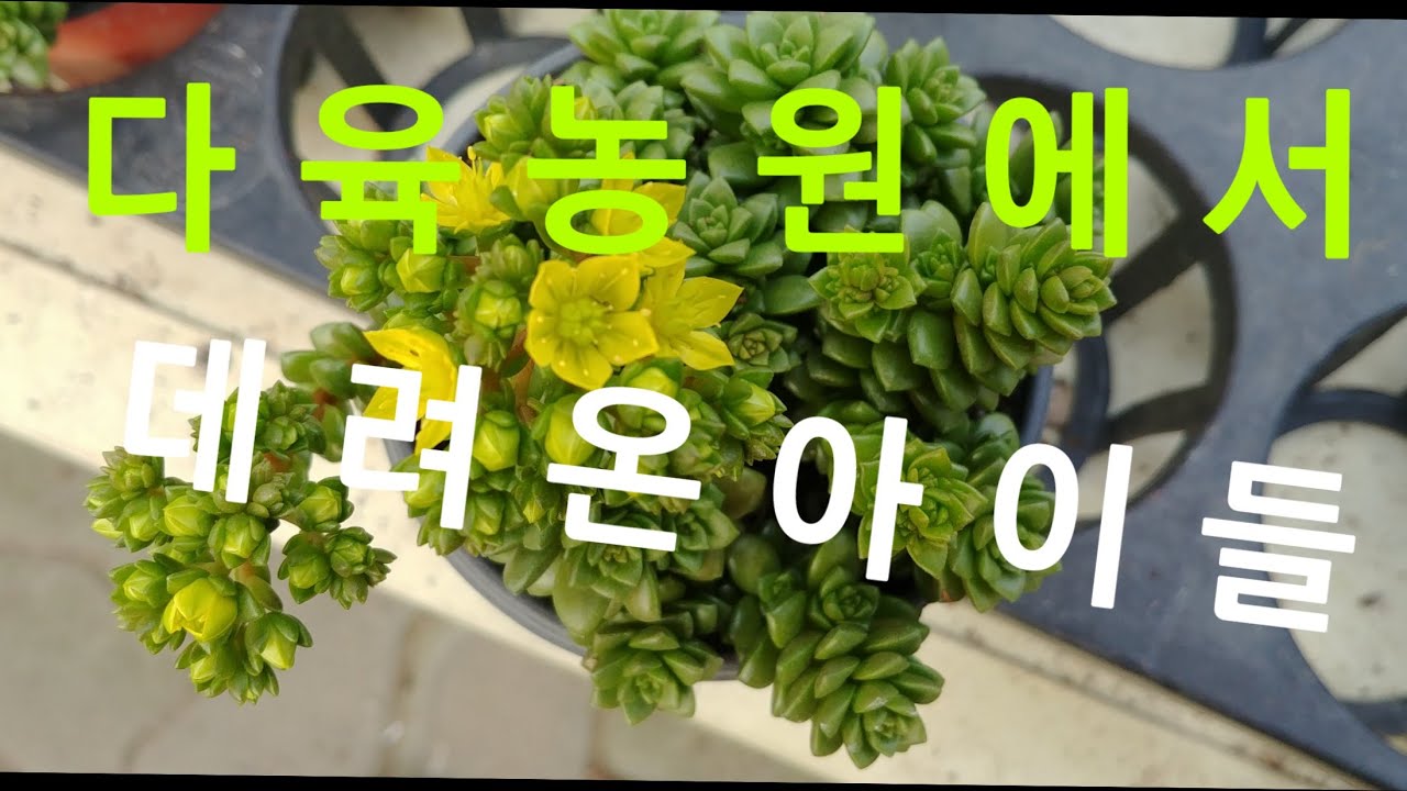 수제화분 다육이름 국민다육이 초보다육 다육이농원 화훼농원 화분만들기 화훼단지 다육식물 분갈이 다육이잎꽂이 Youtube