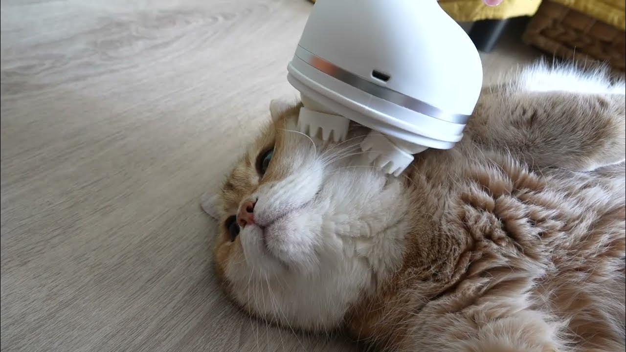 Funny Cat Massage Youtube
