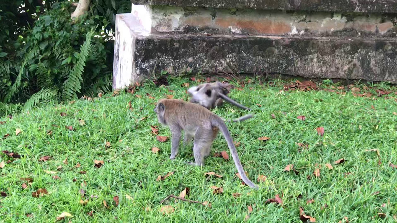 Macaques at MacRitchie Reservoir - YouTube
