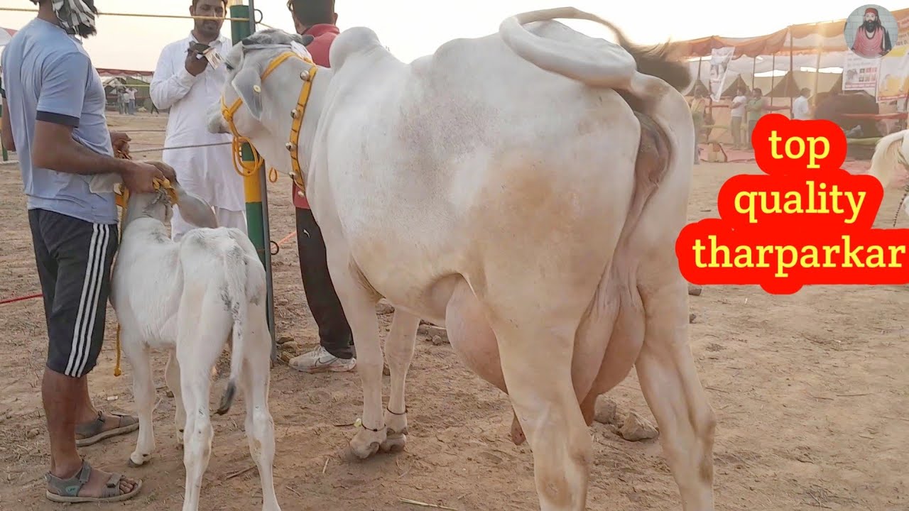 🙏🙏 beautiful tharparkar cow | desi cow | white cow | dadadolhadairyfarm ...