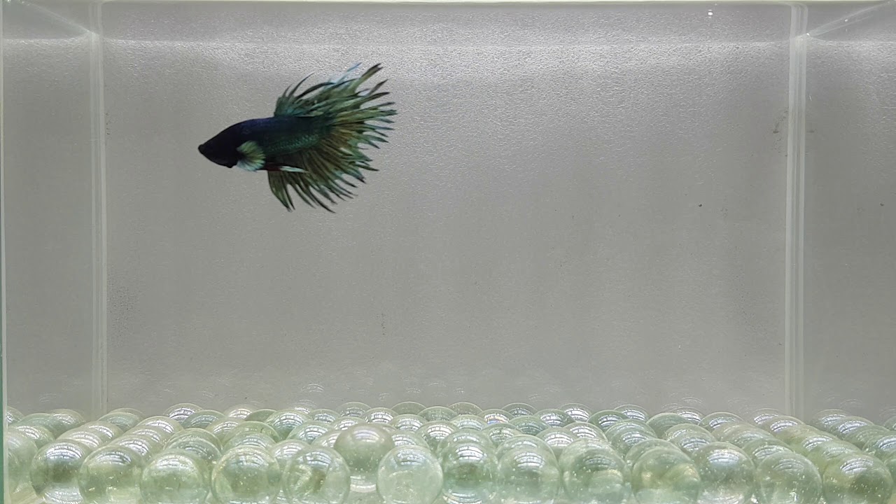 Male Betta: M177 Fancy Copper Crowntails Premium Rare - YouTube
