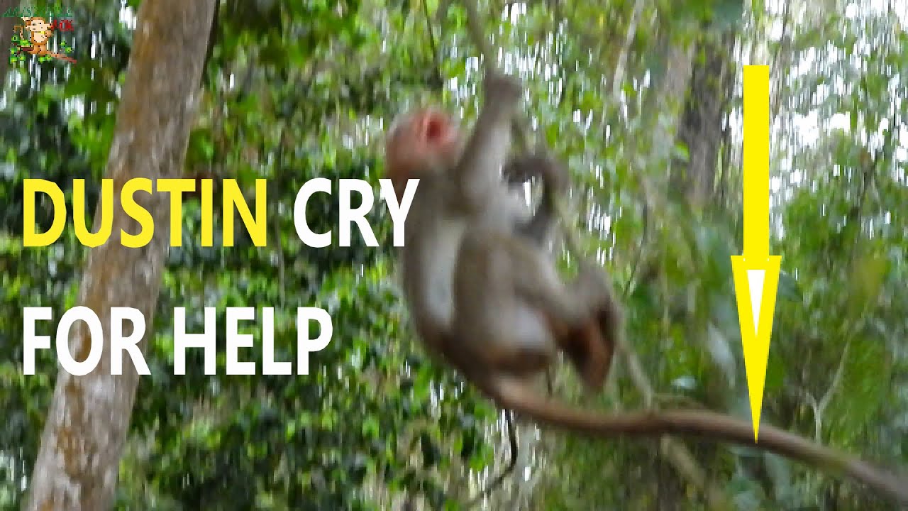 CRY OF BABY DUSTIN NEARLY FALL DOWN FROM TREE , WHERE MY MOM HELP ME ...