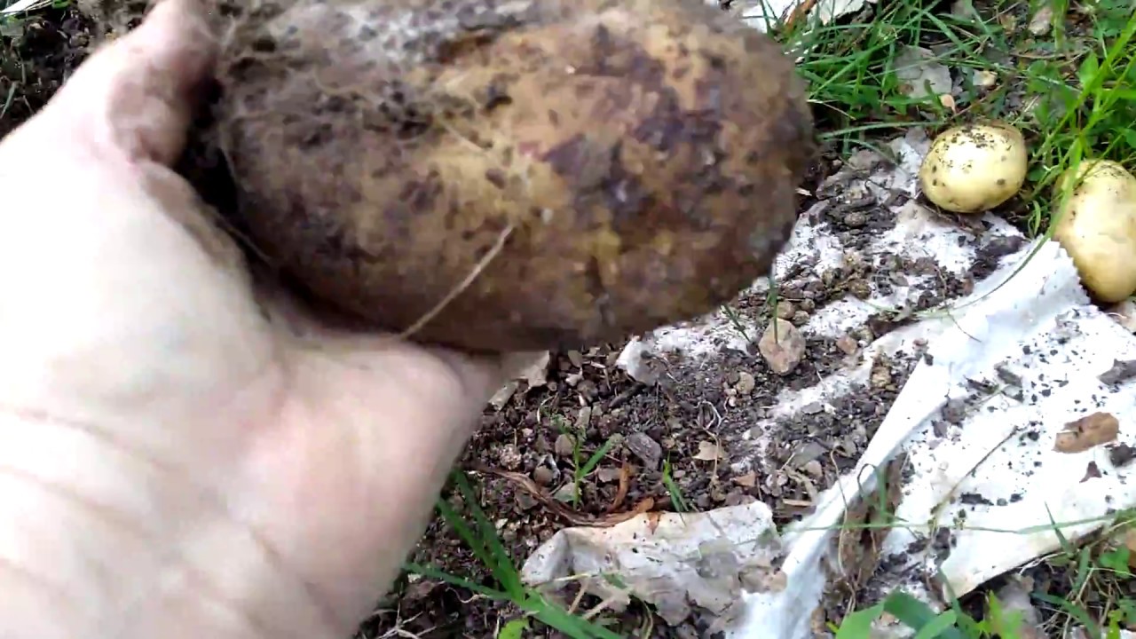 Wire tater tower - YouTube