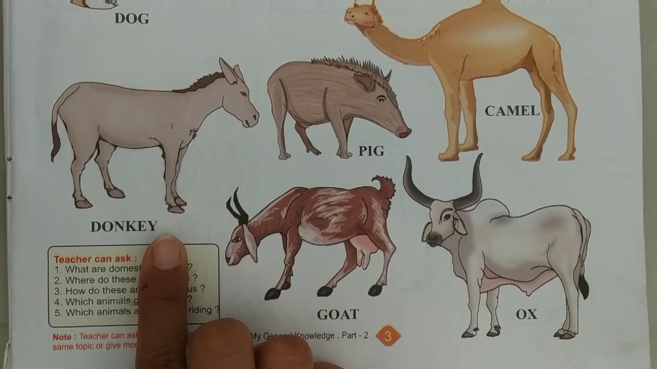 Sr KG / general knowledge/ Animal around us / from Shree D A English ...