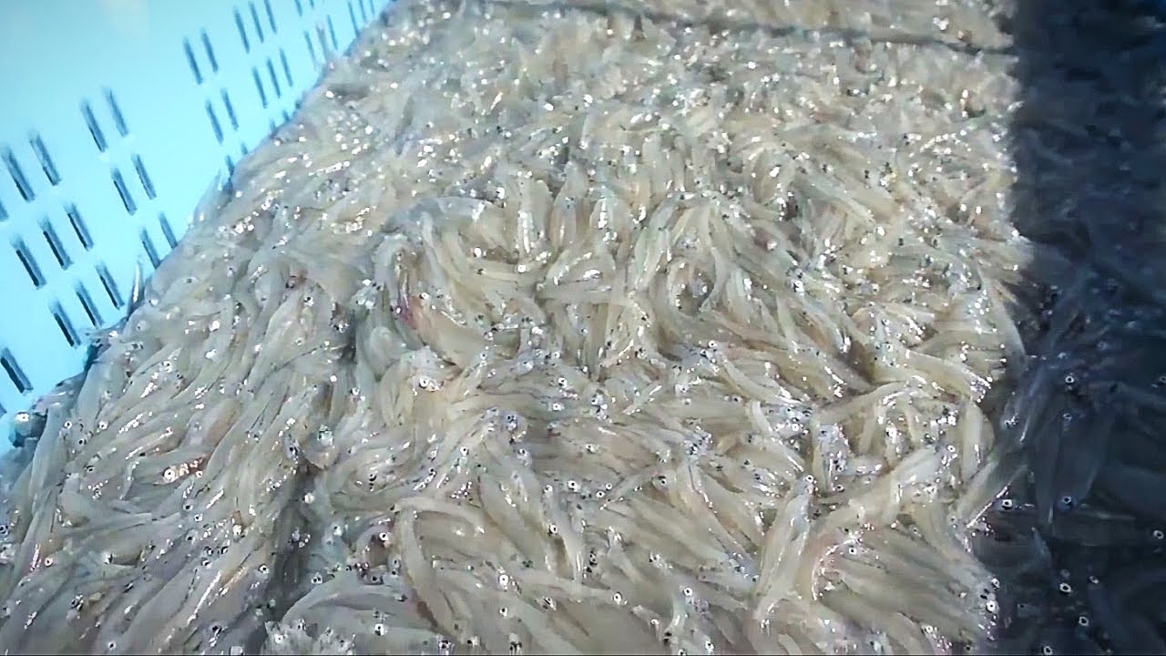 How are Sardines Caught & Processed - YouTube
