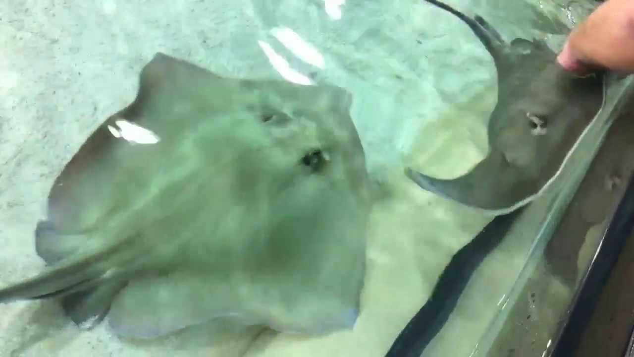 Florida Aquarium, Tampa: Touch a Stingray - YouTube