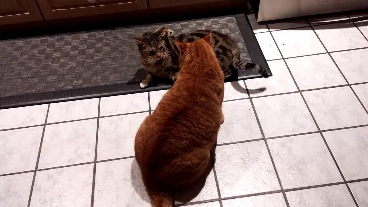 Cat smackdown - YouTube