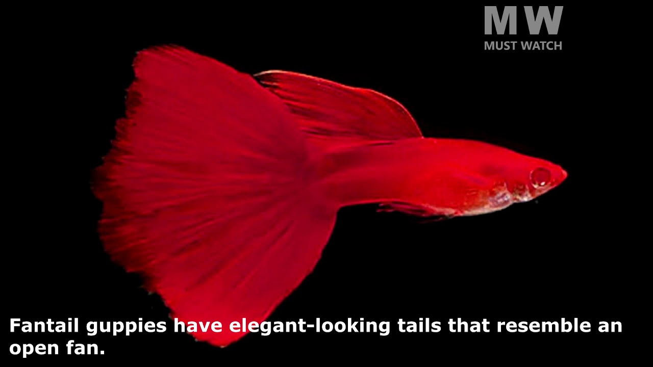 7 Types of Beautiful Guppy Tail Shapes - YouTube