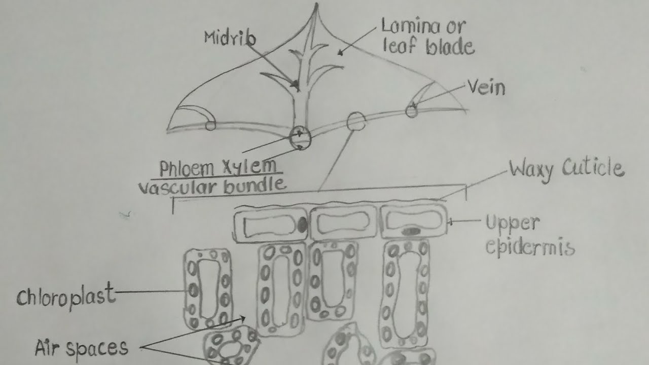 How to draw cross section of leaf 🌿/ cross section of leaf drawing 🍀 ...