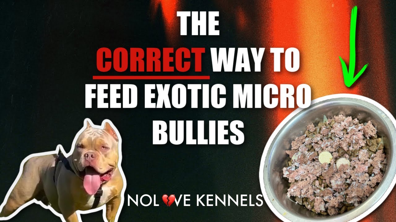 HOW I FEED MY EXOTIC MICRO BULLIES FOR GIRTH | NOLOVEKENNELS - YouTube