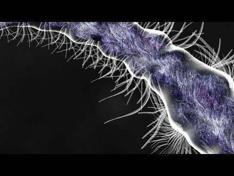 Formless organisms are too annoying (Bionix Creature Creator) - YouTube