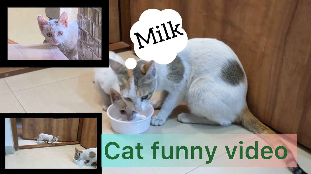 Cat Funny Video Cat Drinking Milk Kitten Drinking Milk Cat Kitten Funny Video Vid 26