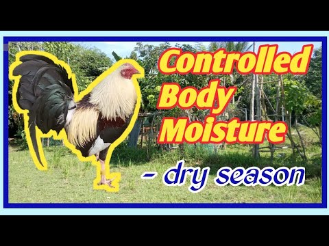Paano i control at mapanatili ang "Body moisture" ng inyong manok bago ...