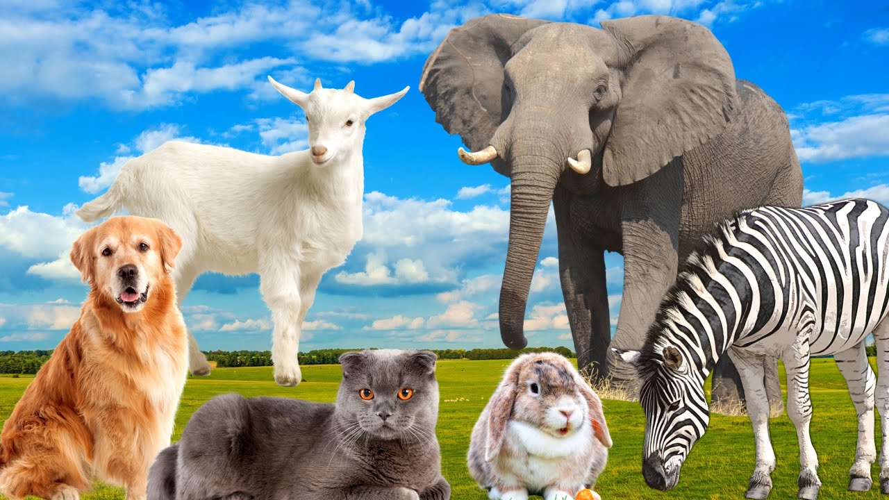 Familiar Animal Sounds - Goat, Elephant, Horse, Dog, Cat - Animal ...