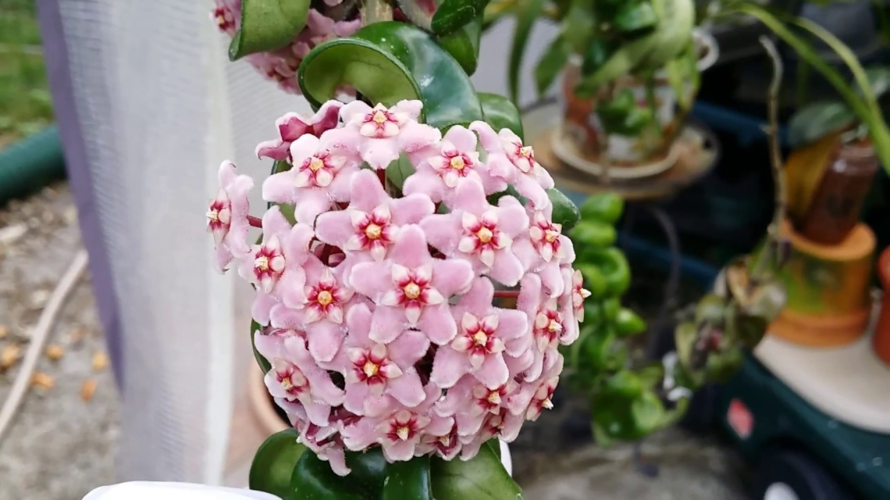 Hoya: Lots Of Peduncles & 5 Panicles Of Flowers... - YouTube