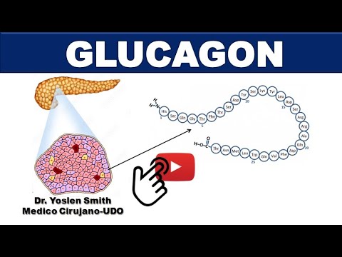 GLUCAGON. PANCREAS ENDOCRINO. ¡FÁCIL Y SENCILLO! - YouTube