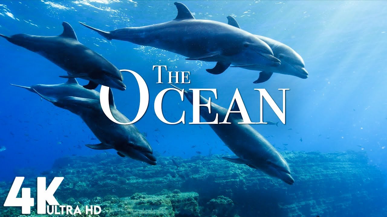 The Ocean 4K - Scenic Wildlife Film With Calming Music - 4K Video ...
