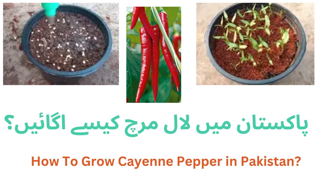 How to Grow Cayenne Pepper at home/Grow Cayenne Pepper in Pakistan ...