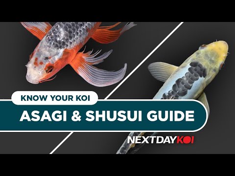 Asagi & Shusui Koi | Know Your Koi Episode 4 | Next Day Koi