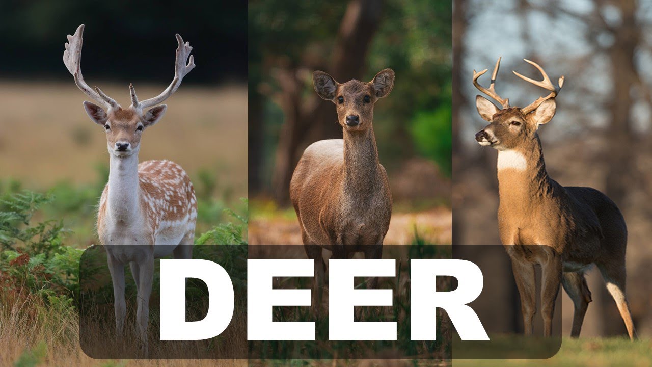 Experience the MAGIC of Deer in Their Natural Habitat - YouTube