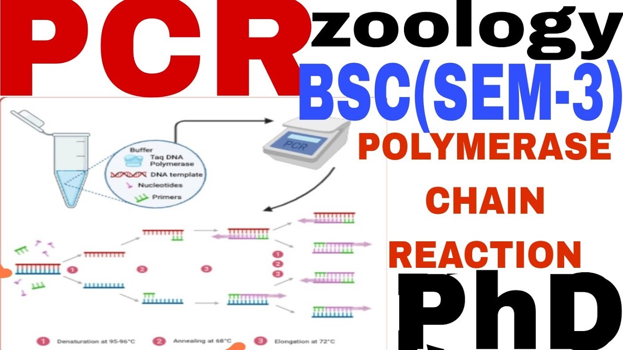 POLYMERASE CHAIN REACTION (PCR)!!DNA AMPLIFICATION!!DNA COPIES#pcr#msc# ...