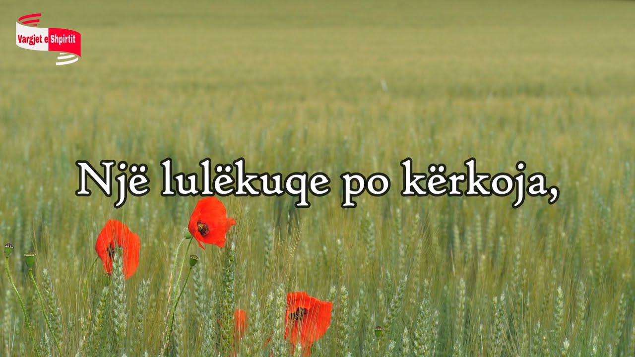 Poezi Lulëkuqe - YouTube