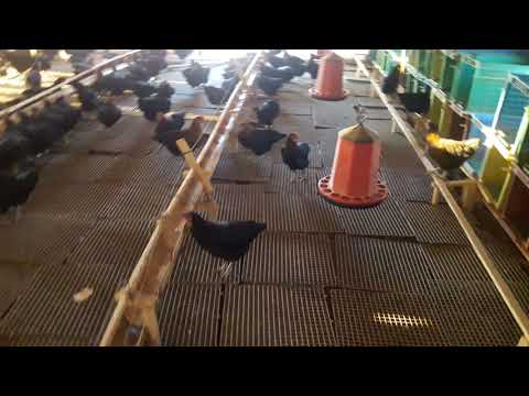 Ataks Yumurtacı Tavuklarımız