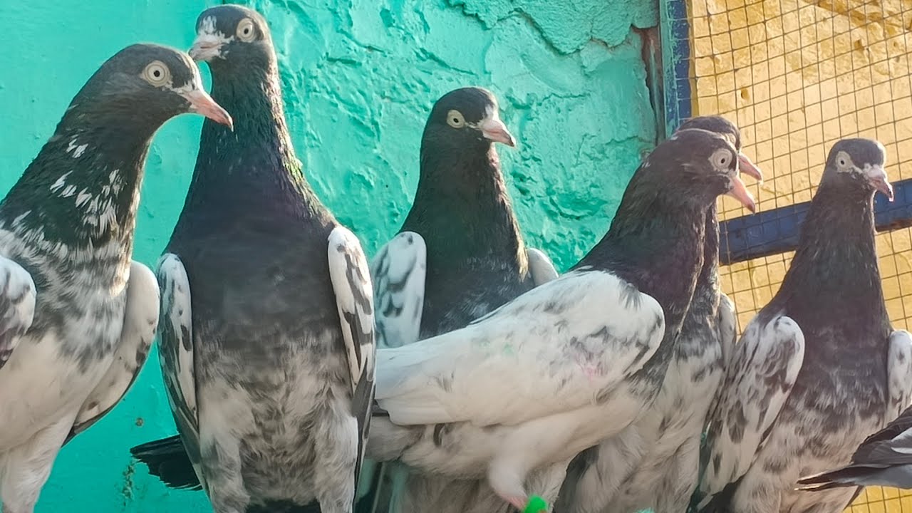 royal teddy+ Maro Wala Kabooter available only call location Lahore ...