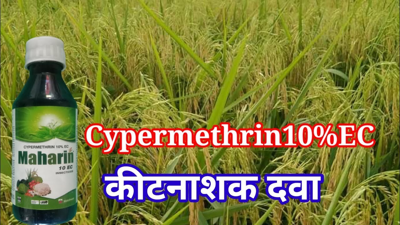 Cypermethrin 10%EC कीटनाशक दवा @AmitBeejBhandarM - YouTube
