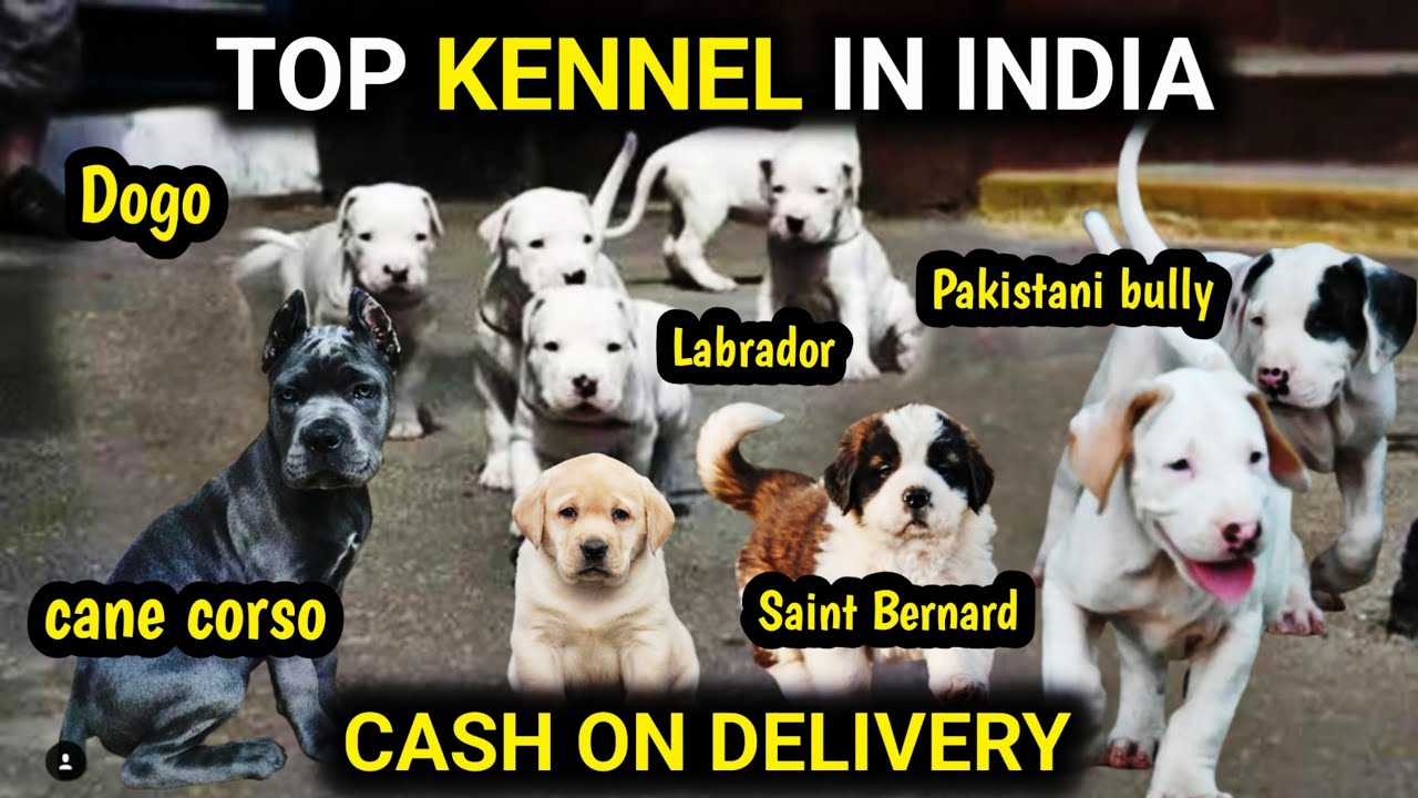 Cane corso | Dogo Argentino | Pakistani bully | labrador | Saint ...