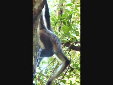 Wild Spider Monkey drinking water from a tree - YouTube