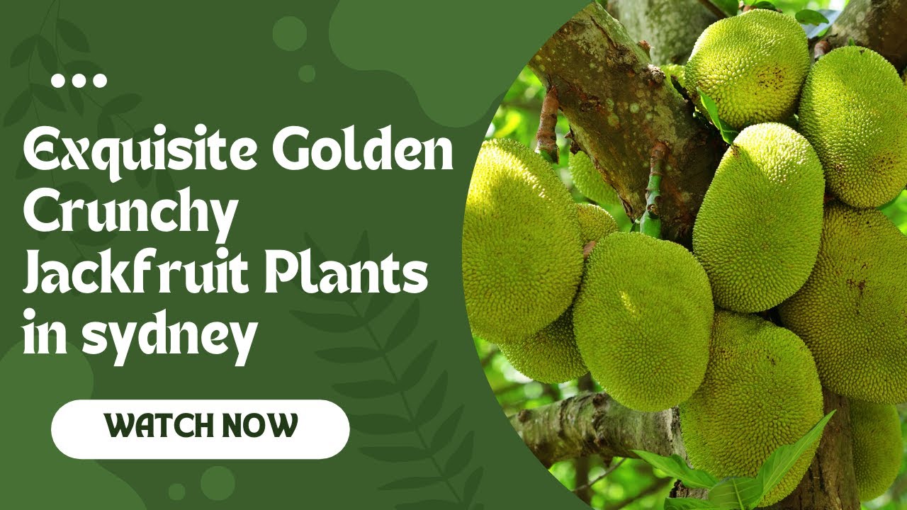 Exquisite Golden Crunchy Jackfruit Plants in sydney - YouTube