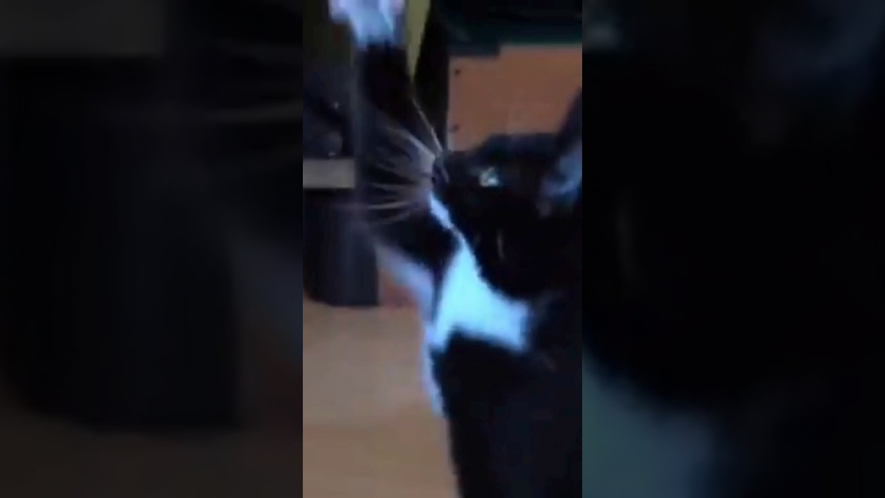 MICHA DESDE OTRA PERSPECTIVA 😍 #micha #spreen #gatos - YouTube