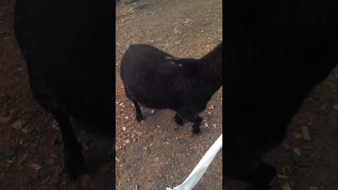 Goat eats roll of toilet paper - YouTube
