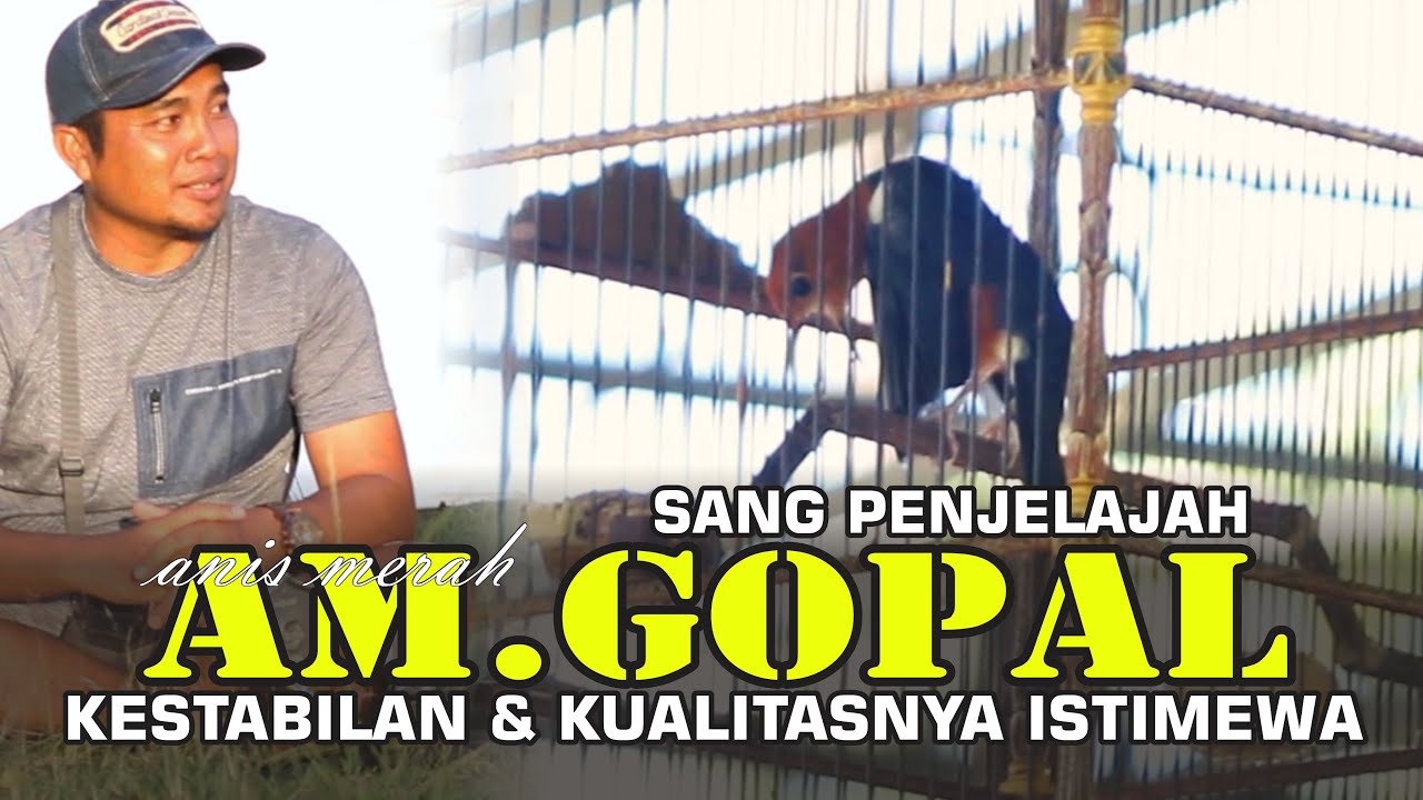 Sang Penjelajah! Anis Merah GOPAL Kestabilan dan Kualitasnya Istimewa ...