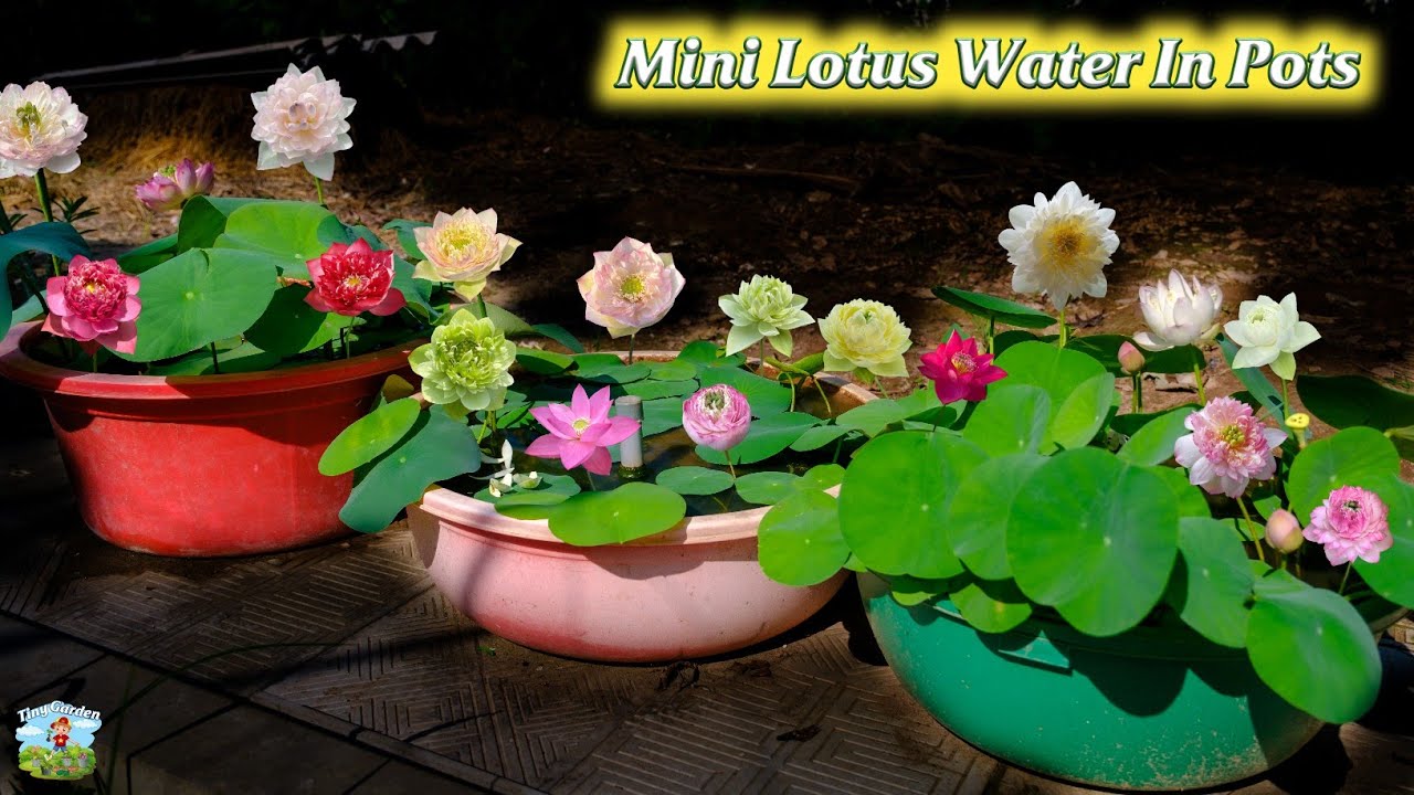 Take advantage of old plastic pots to grow mini lotus at home and ...