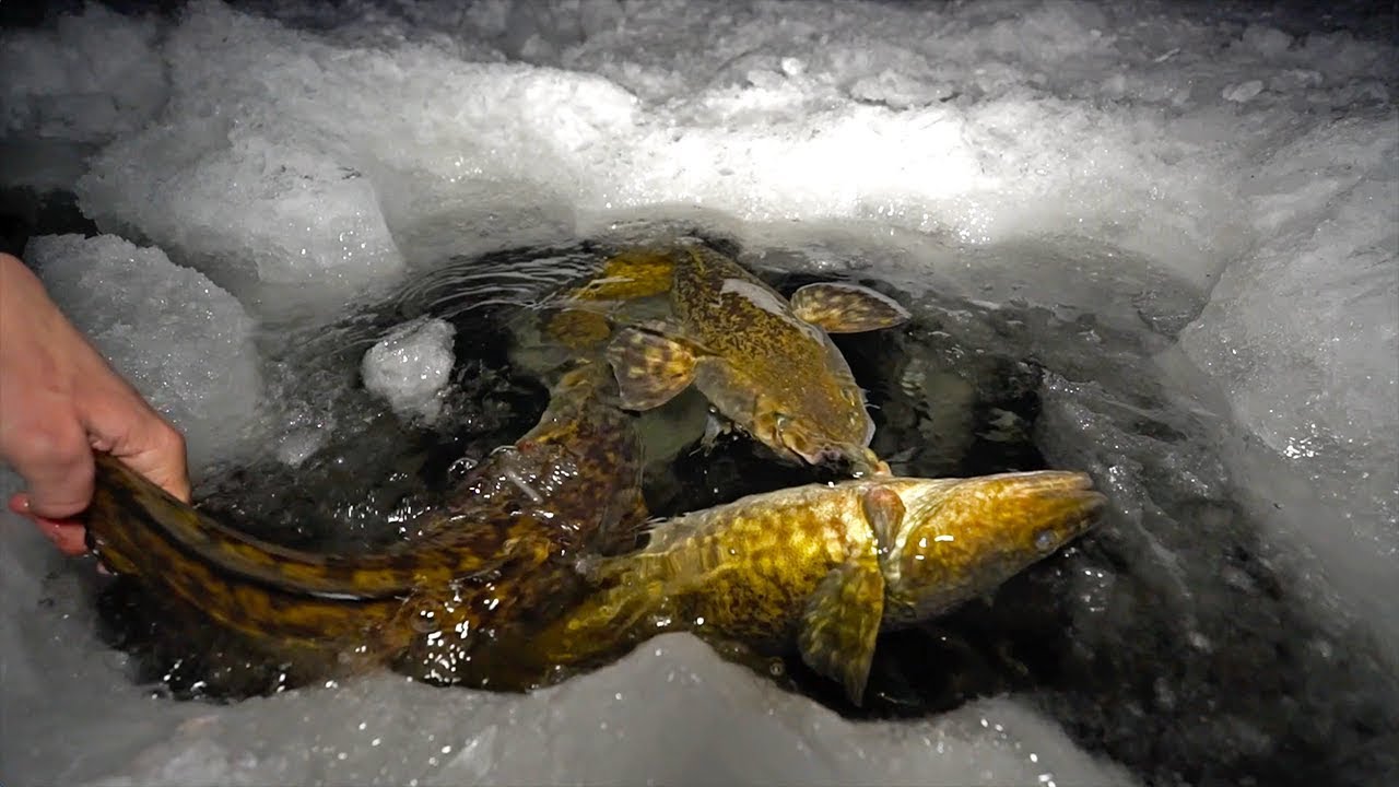 WEIRDEST Fish Through The Ice! - YouTube