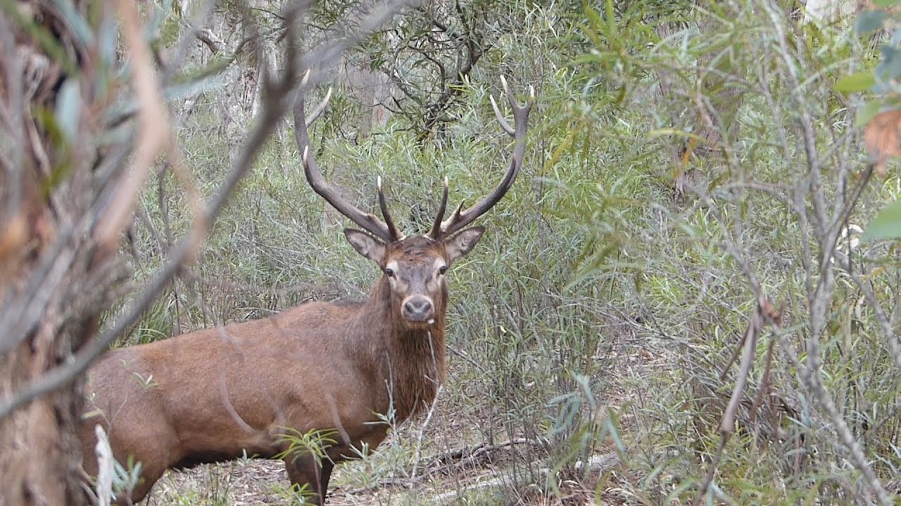 Red Stag Close Encounter Australia - YouTube