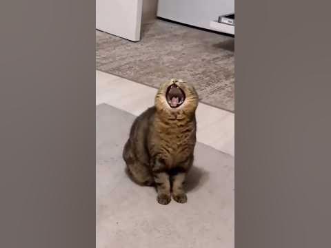 Котейки перепели Витаса🤣 Забавные животные😻 #кот #котята #добро - YouTube