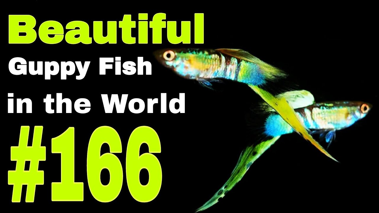 Beautiful Guppy Fish that I found on the Internet 💚💚💚| Beautiful Guppy ...