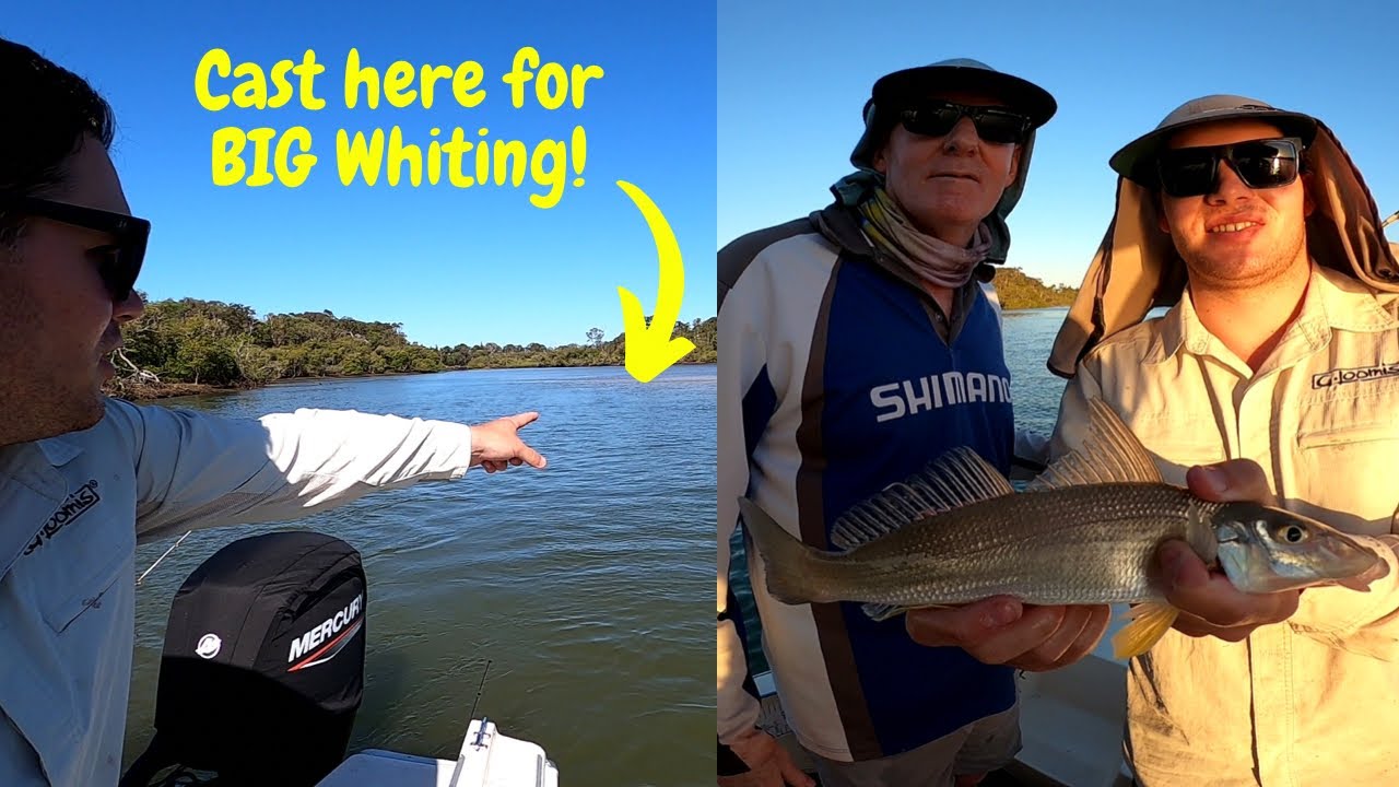Catching BIG WHITING in the backwaters of SEQ! - YouTube