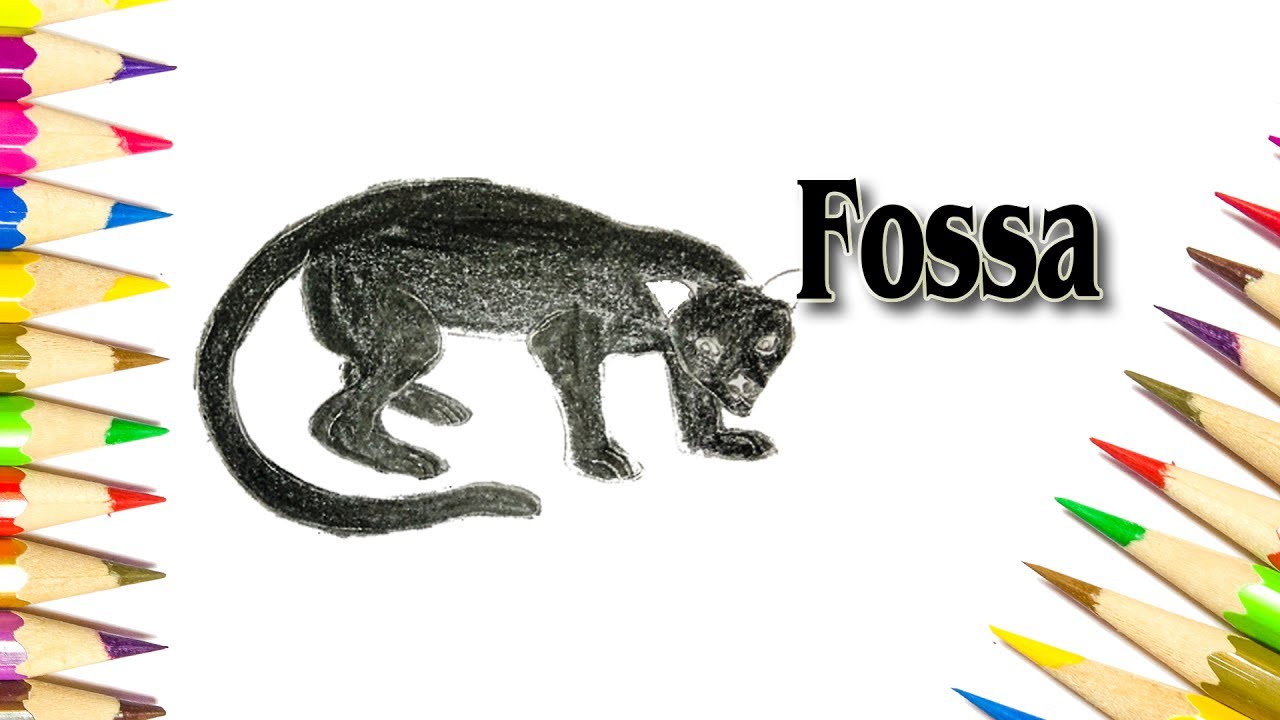 How to Draw a Fossa - Animal Drawing step by step - SLD - YouTube