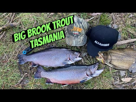 Big Brook Trout II St Patrick’s River Tasmania - YouTube