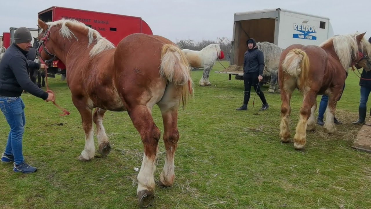 Cai munciți la pădure cu Sebi de la Medieșu Aurit - Satu Mare - YouTube