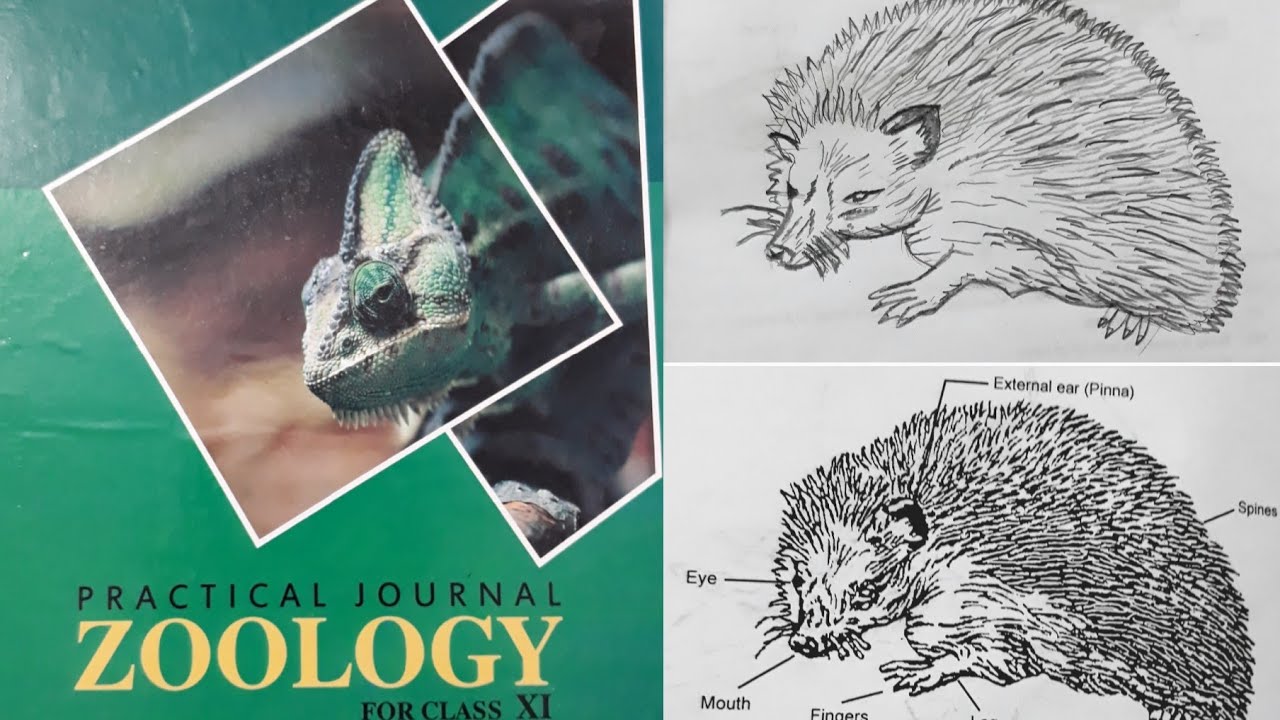 How to draw Hedgehog diagram easy step by step - YouTube