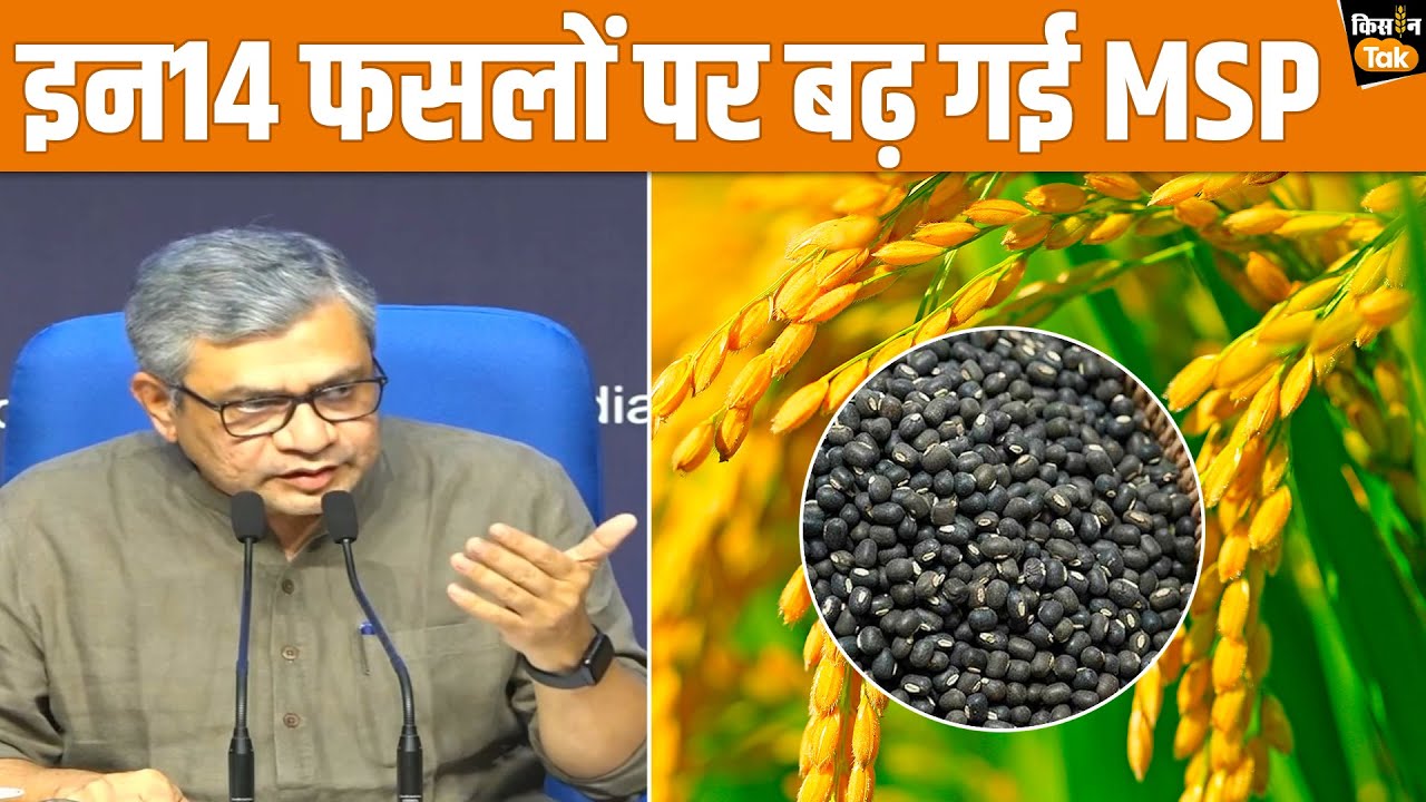 Cabinet Approves MSP: किसानों को सौगात, खरीफ सीजन की 14 फसलों पर बढ़ाई ...