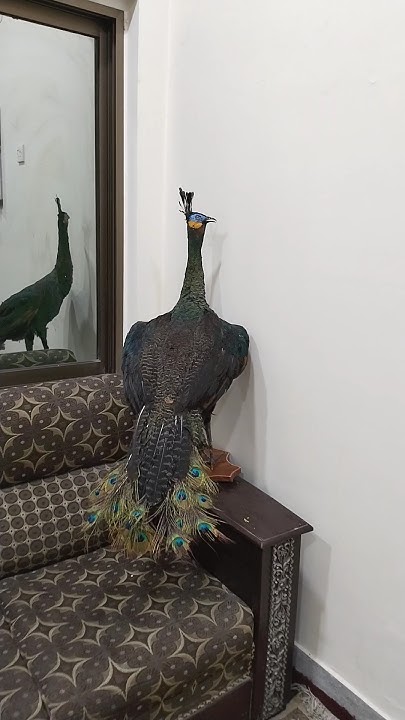 Stuffed Green java peacock - YouTube