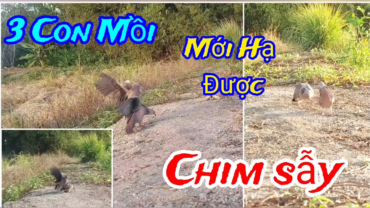 Hay lắm - Thay 3 Con Cu Mồi Mới Hạ Được Chim Cu Sẫy ! - YouTube