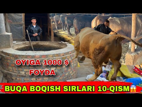 BUQA BOQISH SIRLARI 10 QISM Al  TEMUR DRABILKA N1✅20 октября 2025 г.